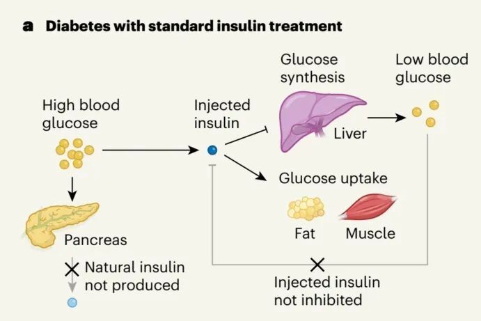 《自然》重磅：“聪明”胰岛素来了！科学家开发可根据血糖水平改变活性的胰岛素，有效避免降糖治疗导致的低血糖_腾讯新闻