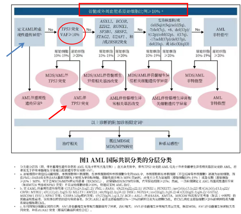 WHO和ICC“血战”，江湖谁有理？——一个案例精准梳理是AML-MR？还是AML-TP53突变？_腾讯新闻