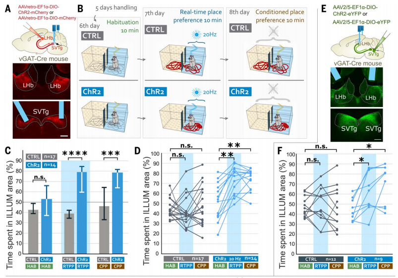 Science:第二个大脑“快乐中心”？科学家发现脑干SVTg脑区奖赏效应强劲_腾讯新闻