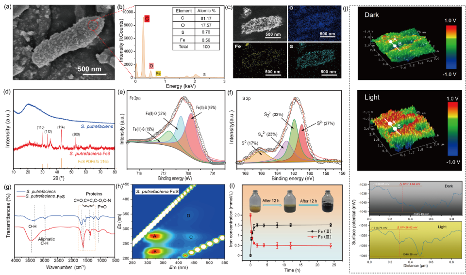 Science Bulletin | 光助力自再生“菌铁CP”，高效破解铀污染修复难题_腾讯新闻
