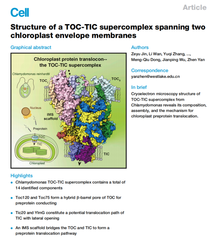 青科沙龙｜Cell：叶绿体蛋白转运体TOC-TIC超级复合物的结构解析_腾讯新闻