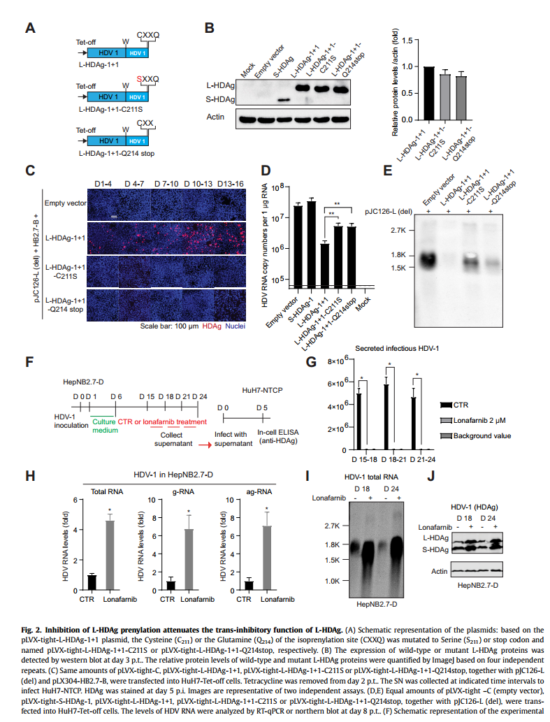 丁肝治疗新思路！王文世教授团队：解码L-HDAg C端可调控病毒复制和装配的分子决定簇丨JHEP Reports_腾讯新闻