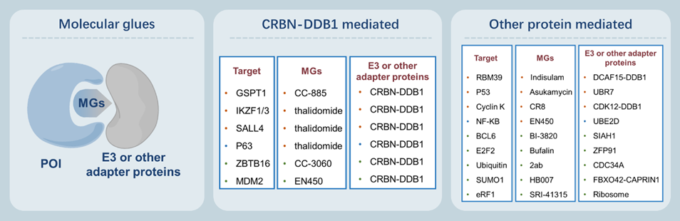 Science Bulletin | 靶向不可成药蛋白——蛋白降解剂的力量_腾讯新闻