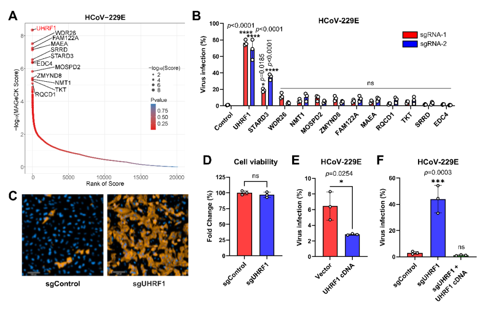 【前沿&进展】Nat Commun | 张荣/赵金存等团队合作揭示UHRF1通过表观遗传沉默病毒受体限制HCoV-229E感染_腾讯新闻