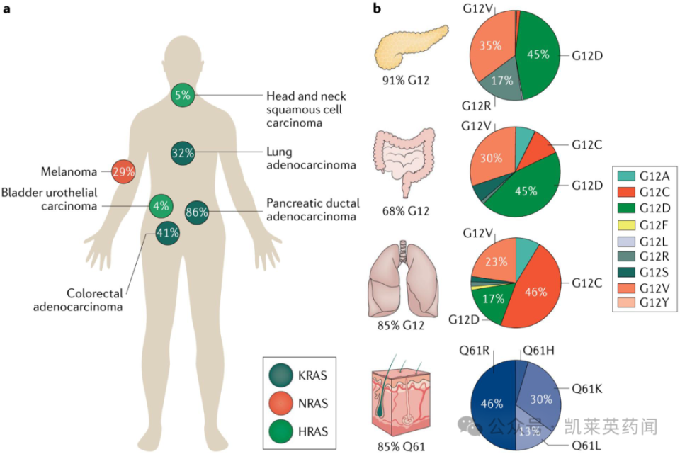 3.45亿美元！嘉越医药将Pan-RAS分子胶授权给美国ERASCA_腾讯新闻