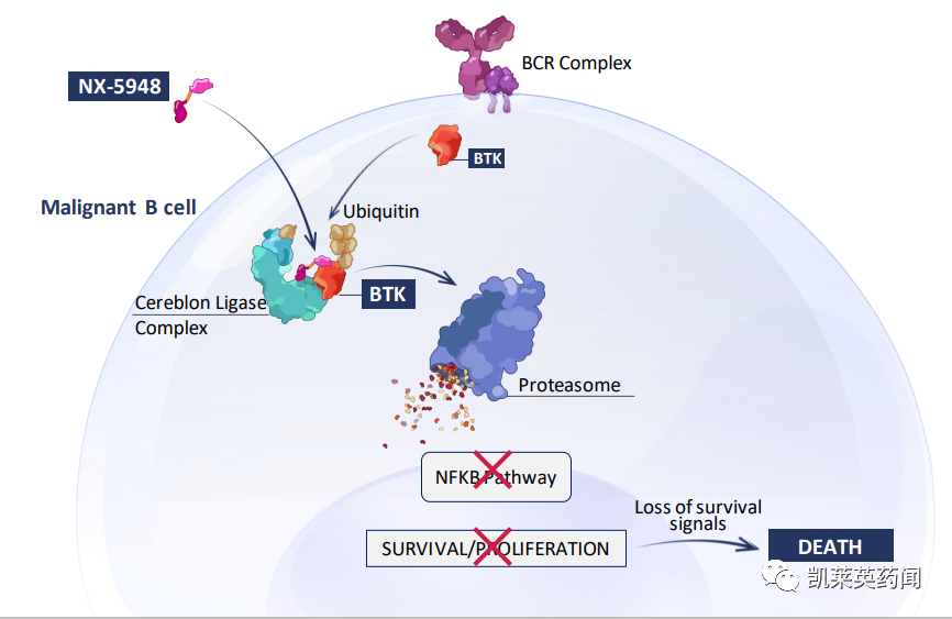 明星蛋白降解公司Nurix：2024年研发筹码有望向NX-5948倾斜，以全力跻身Protac临床2期梯队！_腾讯新闻