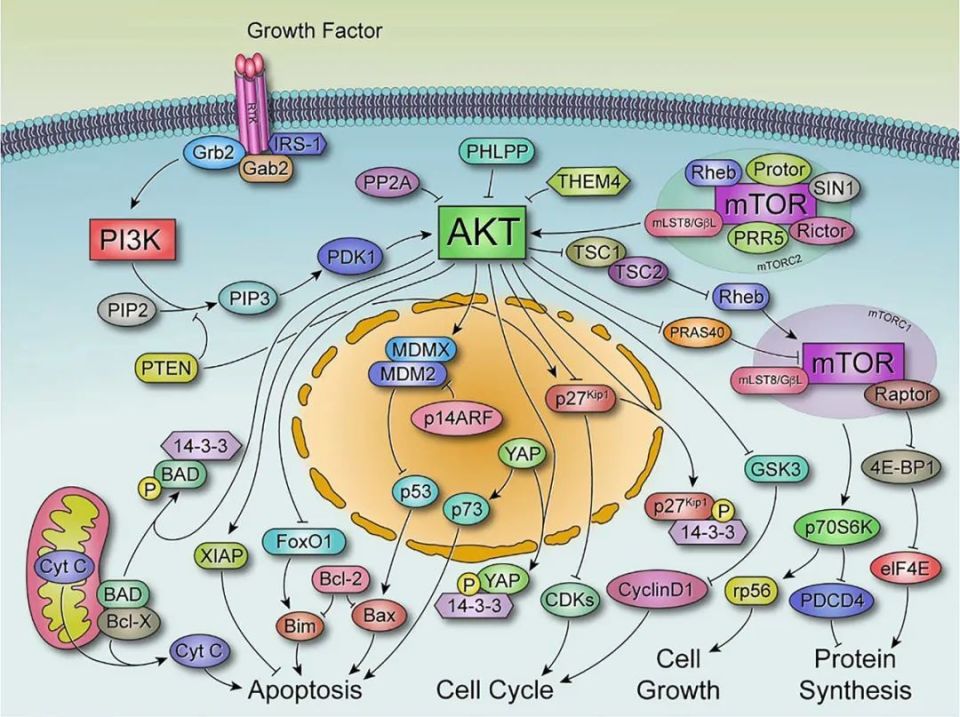 四川大学综述：癌症治疗的明日之星——AKT，肿瘤治疗广谱靶点_腾讯新闻
