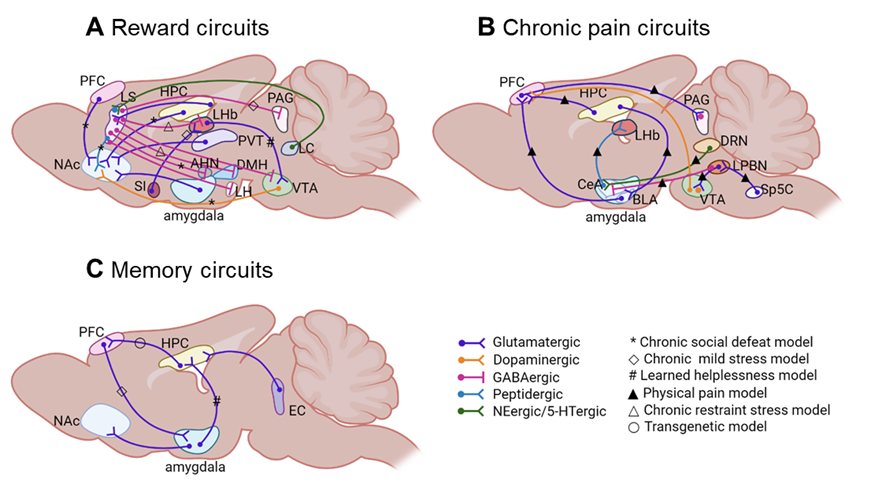Neurosci Bull最新︱李龙、Scott J Russo：抑郁症的动物模型和神经环路框架_腾讯新闻