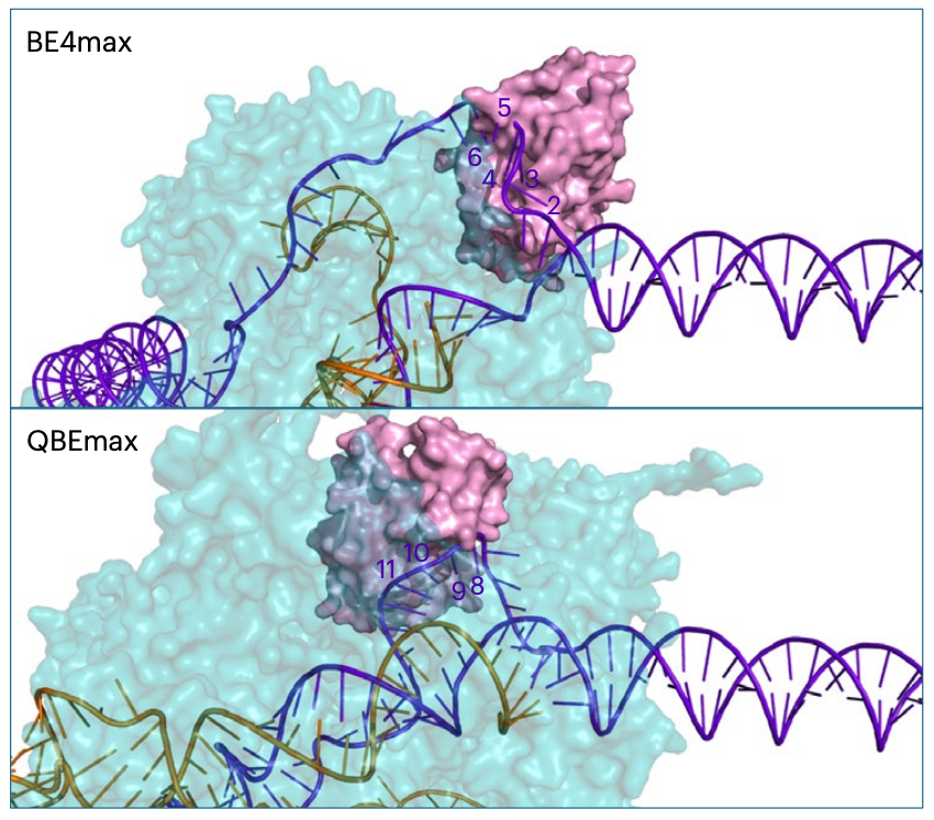 Nature子刊：齐禾生科赵天萌团队开发全面升级的新型碱基编辑器——QBEmax_腾讯新闻