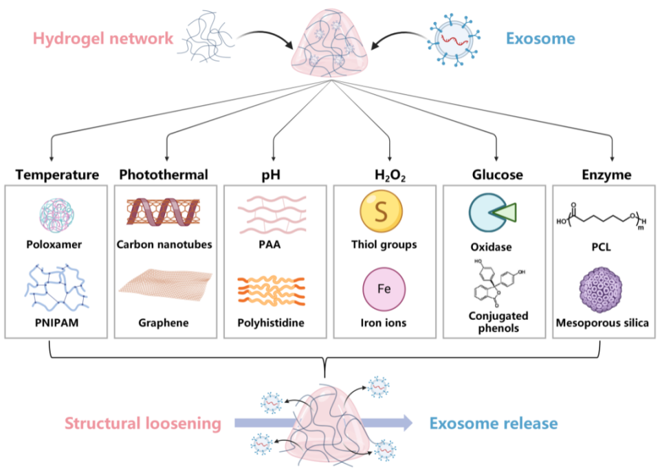《Bioact. Mater.》四川大学华西医院解慧琪综述：组织工程中的水凝胶-外泌体系统——一种有前途的治疗策略_腾讯新闻