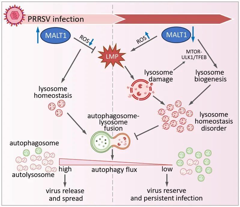 科研进展 | 浙江大学何放课题组发表系列论文揭示免疫抑制病毒PRRSV的新感染机制并提供新型纳米多肽防治策略_腾讯新闻