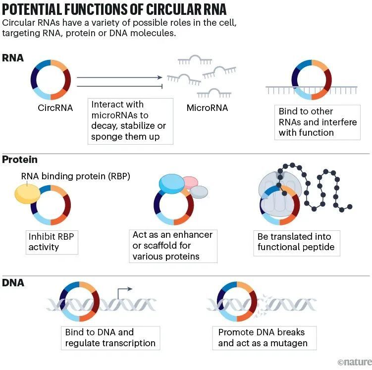 Nature | 环状RNA（circRNA）为何成为基因调控的新宠？_腾讯新闻