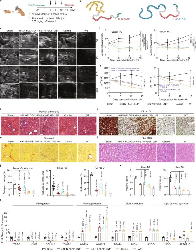 【Nature子刊】北京大学苗蕾团队：用于MASH治疗的RNA纳米治疗药物_腾讯新闻