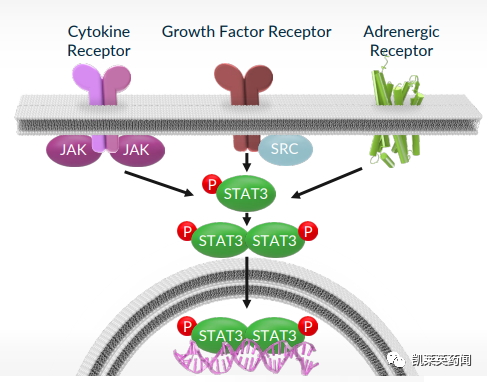 赛诺菲/Kymera：IRAK4降解剂KT-474首次公布化学结构，免疫炎症1期治疗结果积极！_腾讯新闻