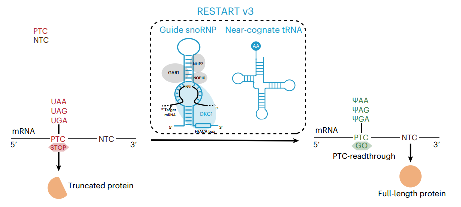 Nat Biotechnol | 北京大学伊成器团队通过近同源tRNA提升伪尿苷介导的早终止密码子读通效率与精准性_腾讯新闻