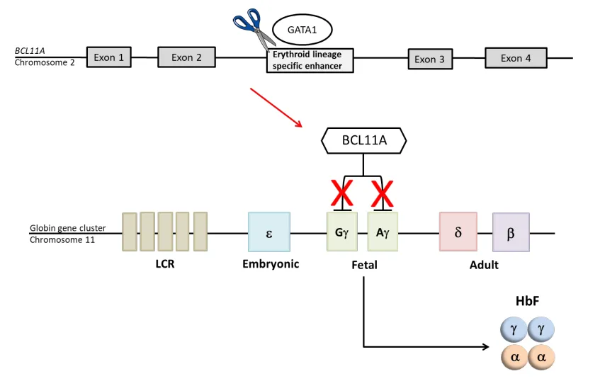 里程碑！全球首款CRISPR-Cas9疗法CASGEVY在英国获批上市！_腾讯新闻