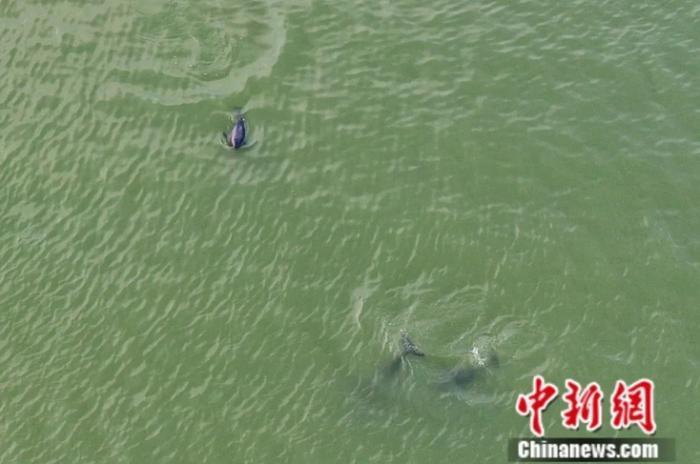 东西问｜王丁：中国如何拯救极度濒危长江江豚？_腾讯新闻