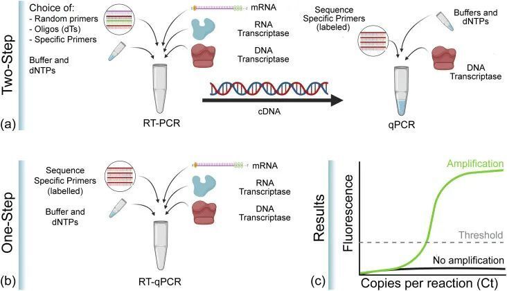 一文读懂：PCR，qPCR，Real-time PCR，RT-PCR和RT-qPCR_腾讯新闻