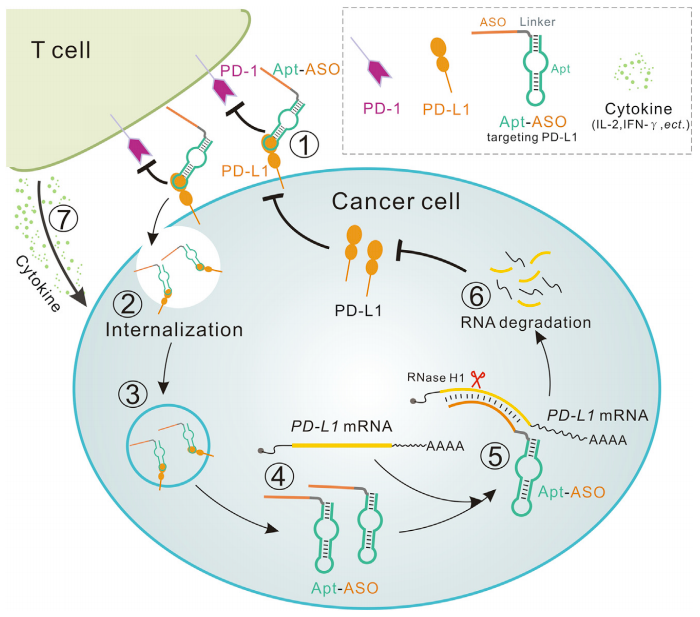 双管齐下抗肿瘤，四川大学赵永云团队开发靶向PD-L1的双重抑制剂_腾讯新闻