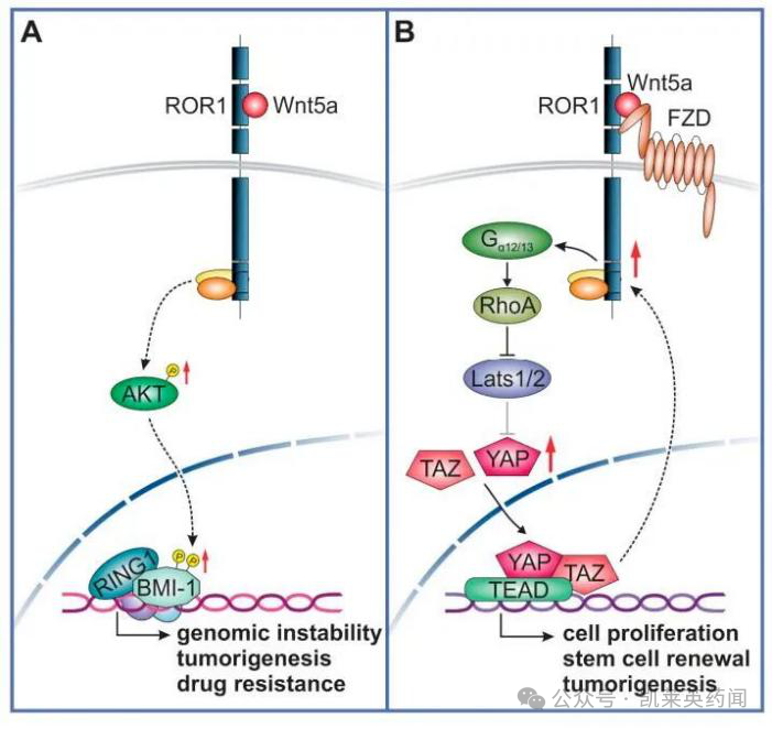 9亿美元！益普生和Sutro共同开发靶向ROR1抗体偶联药物（ADC）STRO-003_腾讯新闻
