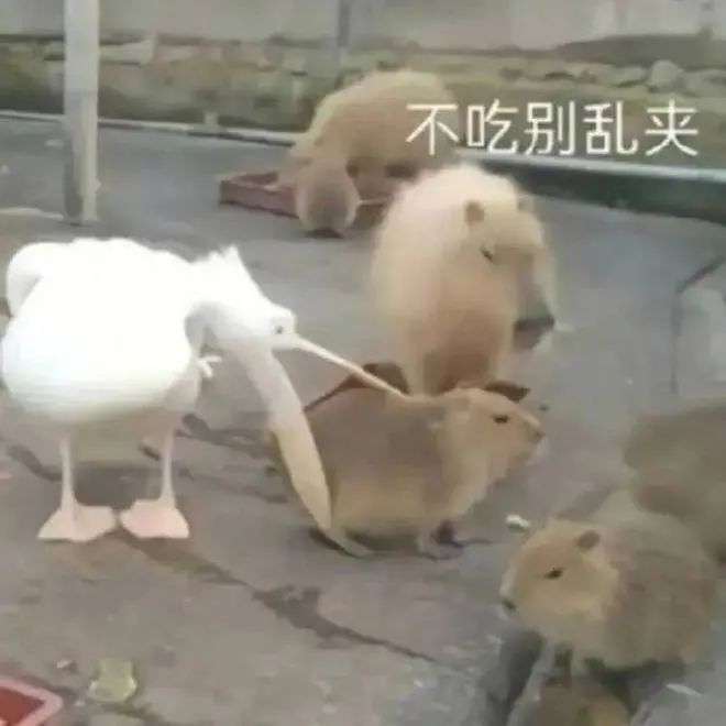 玩了Habby新游《Capybara Go!》之后，我也像卡皮巴拉一样情绪稳定了_腾讯新闻