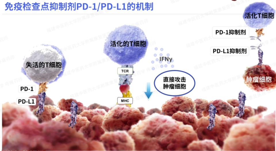 一文带你了解肿瘤治疗中的免疫检查点抑制剂_腾讯新闻