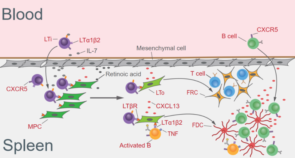 在免疫系统人源化小鼠体内重建人体液免疫 | SCLS综述_腾讯新闻