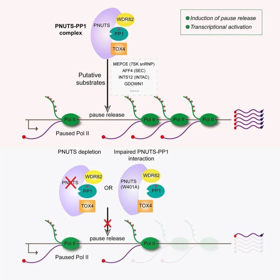 复旦陈飞团队Molecular Cell：揭示了磷酸酶PP1和PP2A在转录调控中的差异功能 | Cell Press论文速递_腾讯新闻