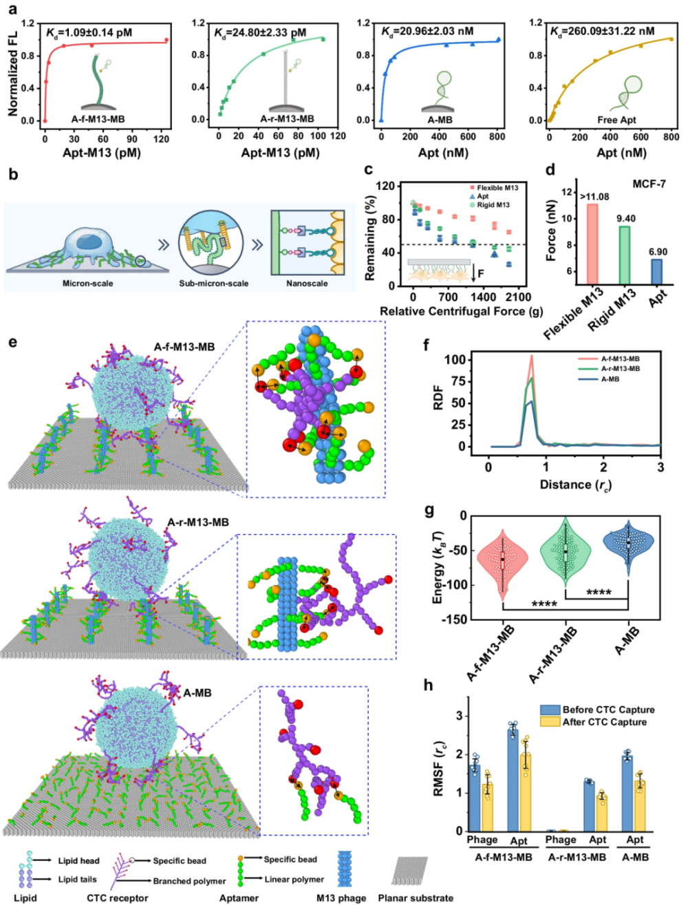 【Nature子刊】香港中文大学毛传斌团队利用病毒灵活性，精准解析癌症亚型_腾讯新闻