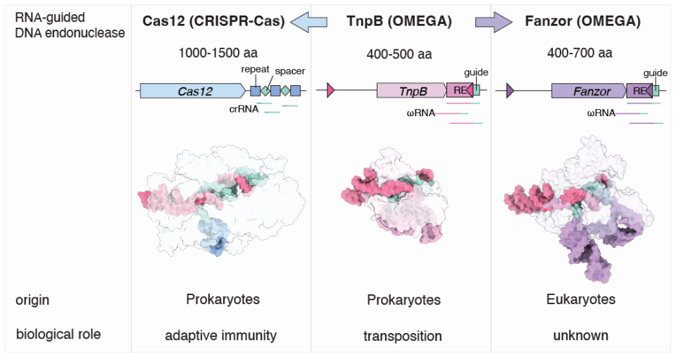 比张锋团队提前半个月，姜凯议等人全面解析真核生物中的CRISPR样系统——Fanzor_腾讯新闻