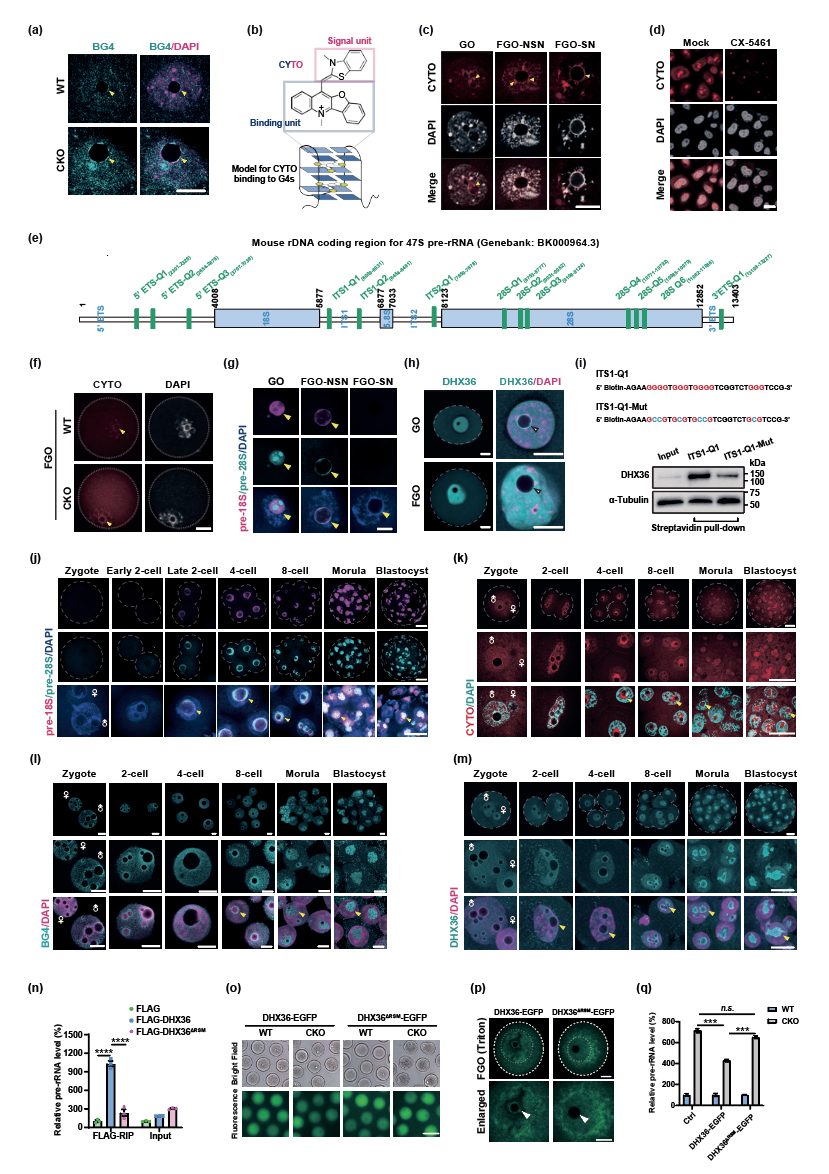 Sci Bull | 范衡宇团队揭示DHX36介导的核酸G-四链体解旋在哺乳动物卵母细胞生长和早期胚胎发育中的关键作用及机制_腾讯新闻
