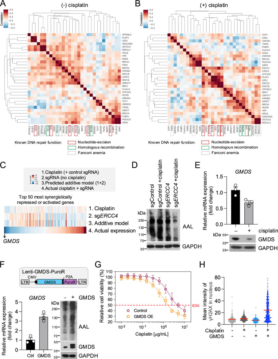 告别小鼠模型？革命性“人源类器官”问世！Nat Commun｜大规模CRISPR筛选结合3D胃类器官，基因-药物相互作用新突破_腾讯新闻