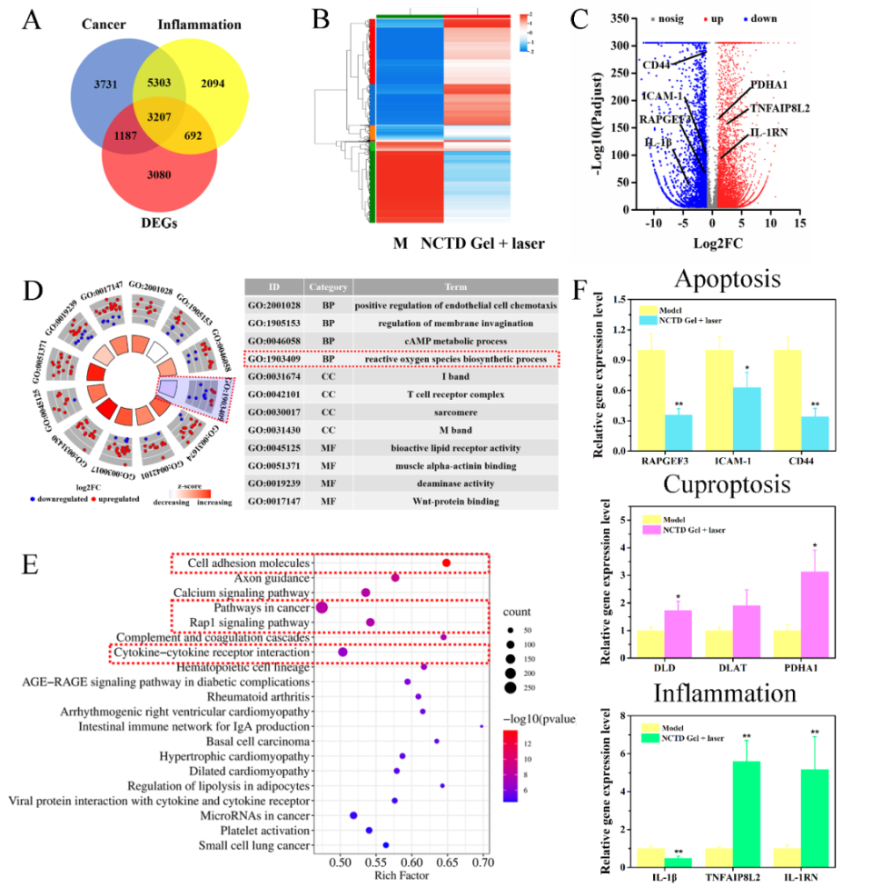 《Bioact. Mater.》北京中医药大学王鹏龙：天然小分子无载体可注射水凝胶实现激光介导的光-类芬顿抗肿瘤治疗_腾讯新闻