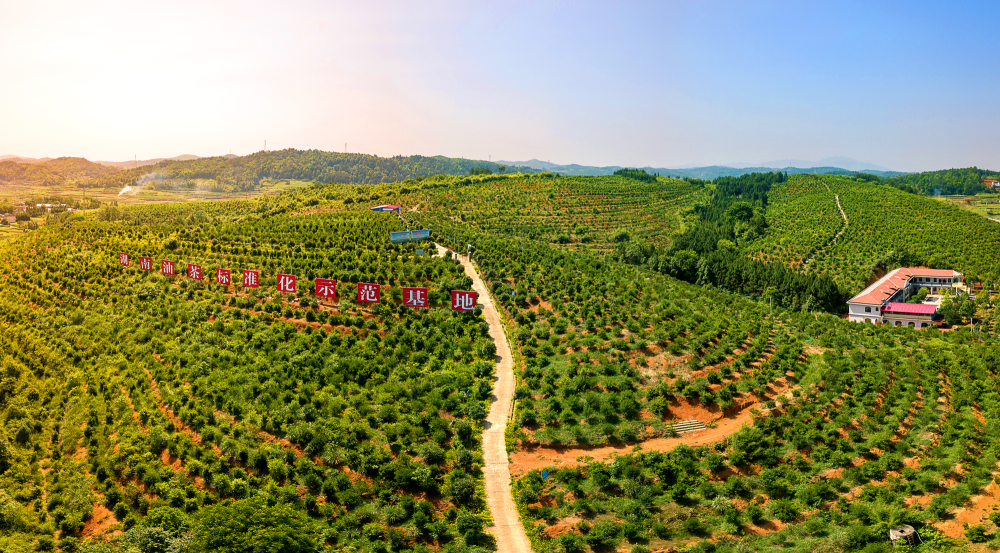 “十四五”期间我国茶油产量增长53%_腾讯新闻