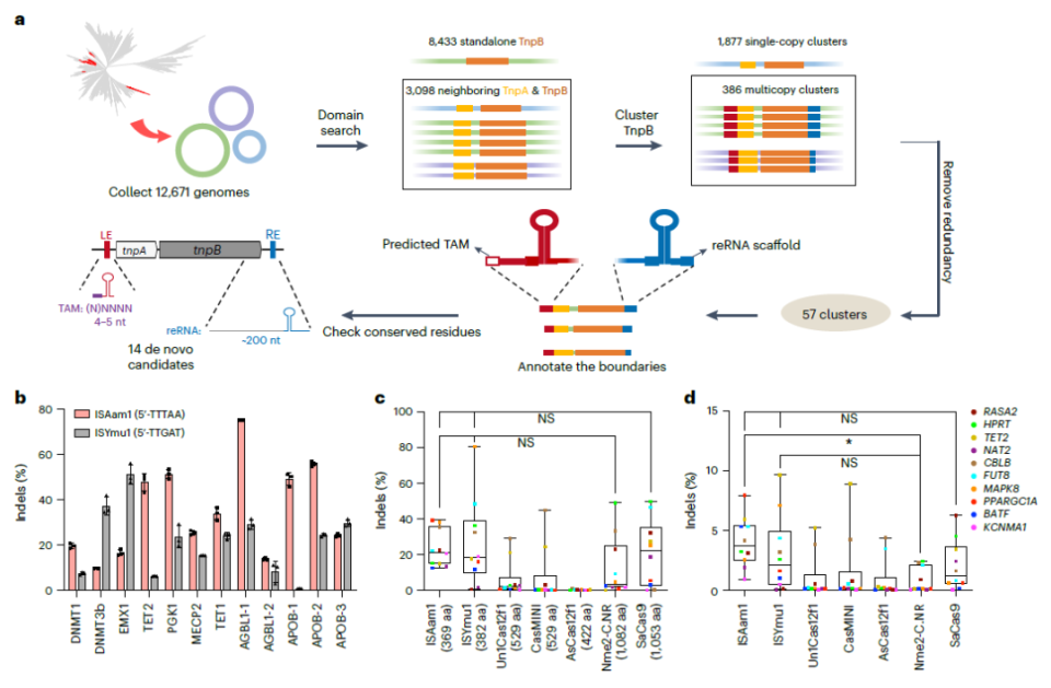 来自CRISPR祖先，王皓毅/张勇团队开发新型TnpB微型基因编辑工具_腾讯新闻
