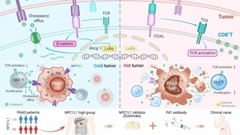 The Innovation Life | Split-HaloTag：为细胞生理活动的精准记录提供新方案_腾讯新闻