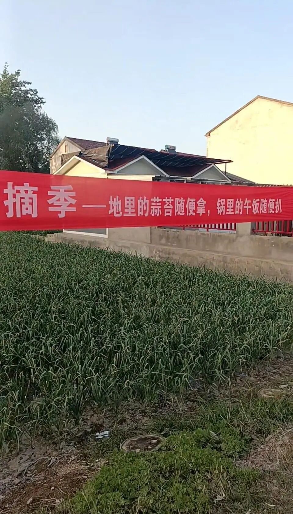“管饭管水，抽多少带走多少”！他们为何邀人免费抽蒜薹？_腾讯新闻