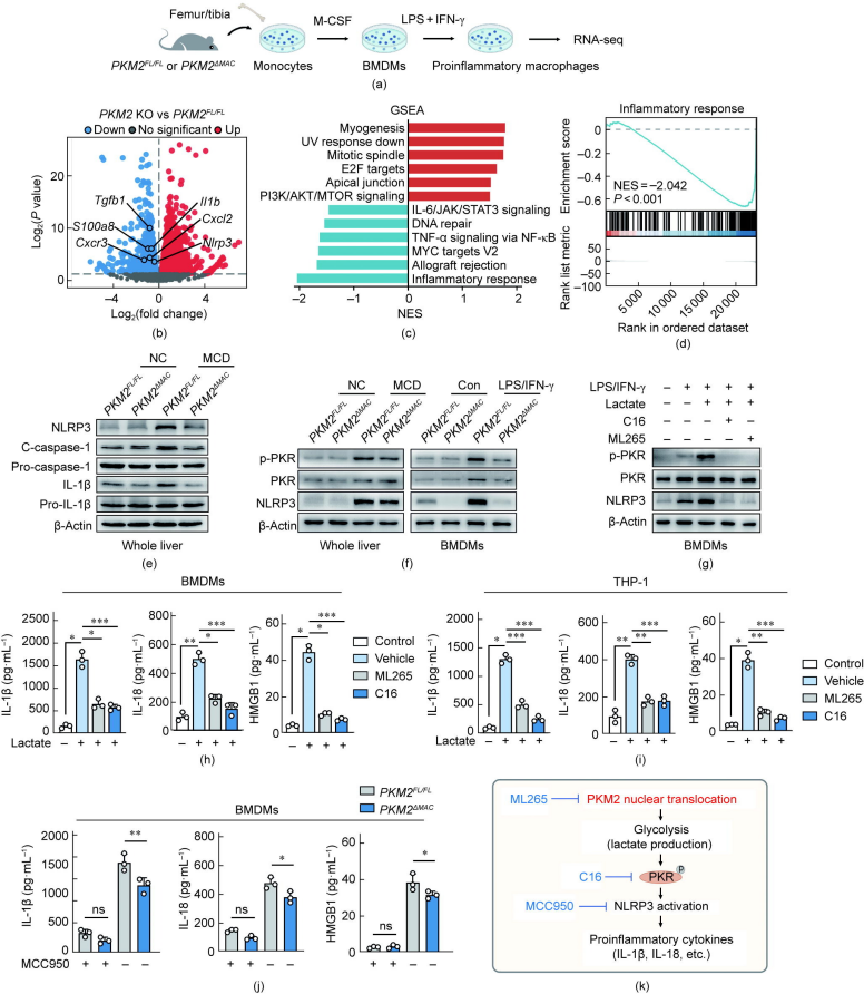 AbMole详解：PMA（佛波酯）在激活T细胞、诱导细胞分化、构建炎症模型上的应用_腾讯新闻