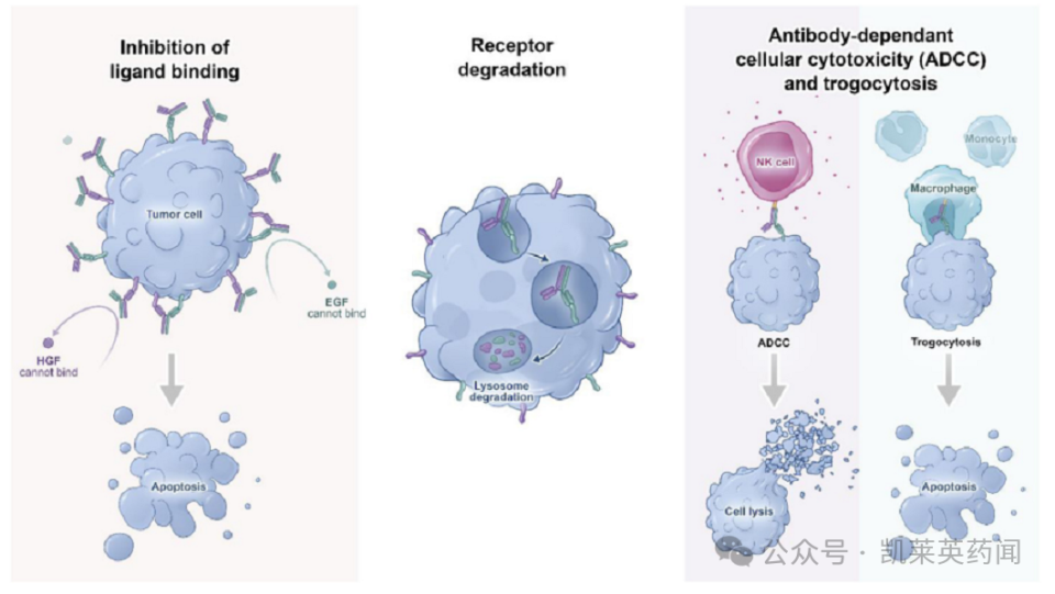 不超50亿！翰森进军双抗ADC，扩大与普米斯EGFR / cMet双抗合作_腾讯新闻