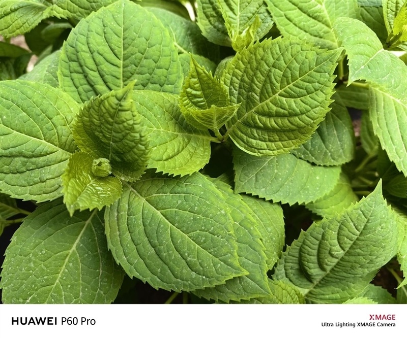 实现光的变革！华为P60 Pro评测：超聚光XMAGE重塑影像体验_腾讯新闻