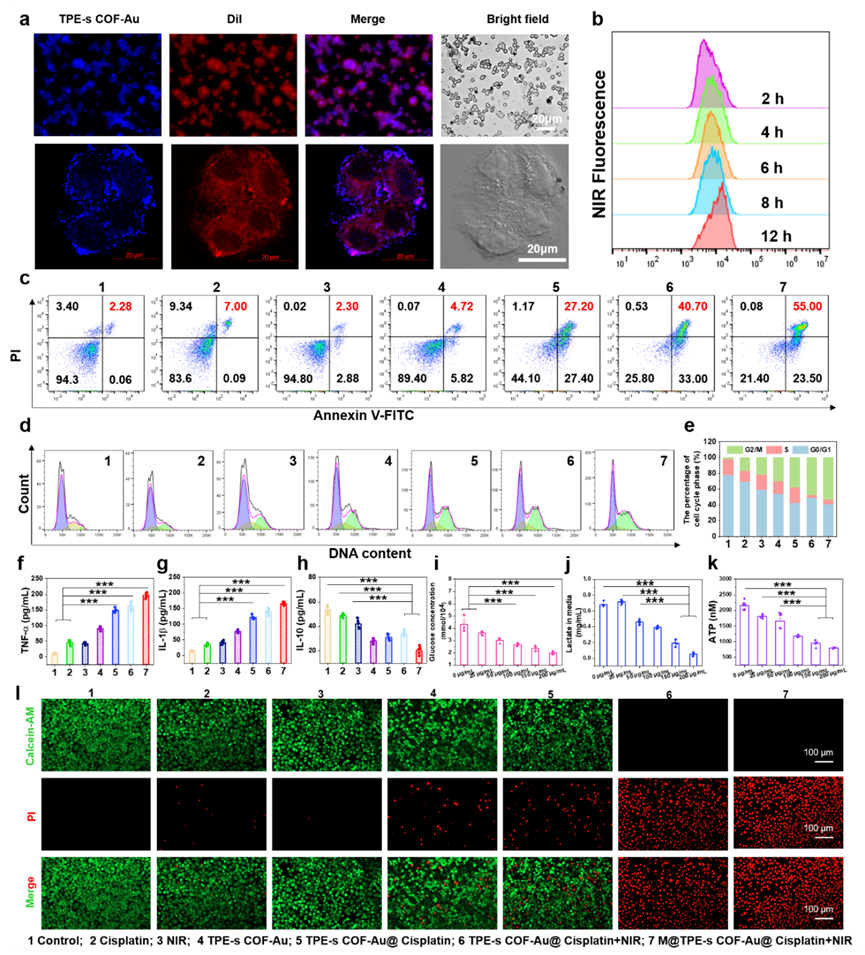 安徽医科大学王华/张贵阳《iScience》: COF仿生纳米酶的构建及用于光热与化疗联合治疗肝癌_腾讯新闻