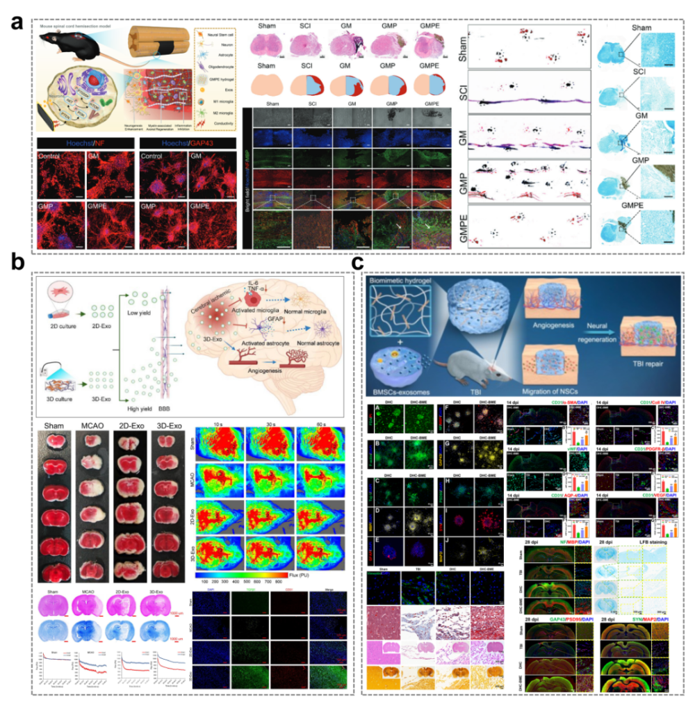 《Bioact. Mater.》四川大学华西医院解慧琪综述：组织工程中的水凝胶-外泌体系统——一种有前途的治疗策略_腾讯新闻