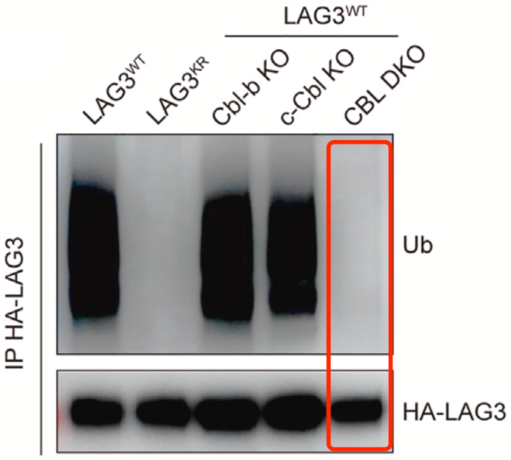 《细胞》：破解35年谜题！中美科学家联合揭示LAG3抑制抗肿瘤免疫的新机制，并发现潜在的LAG3抑制剂获益患者群体_腾讯新闻