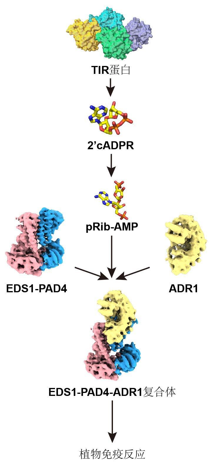 Science罕见发表同单位“背靠背”论文：“未来农药”喷一喷，植物抗病力倍增_腾讯新闻