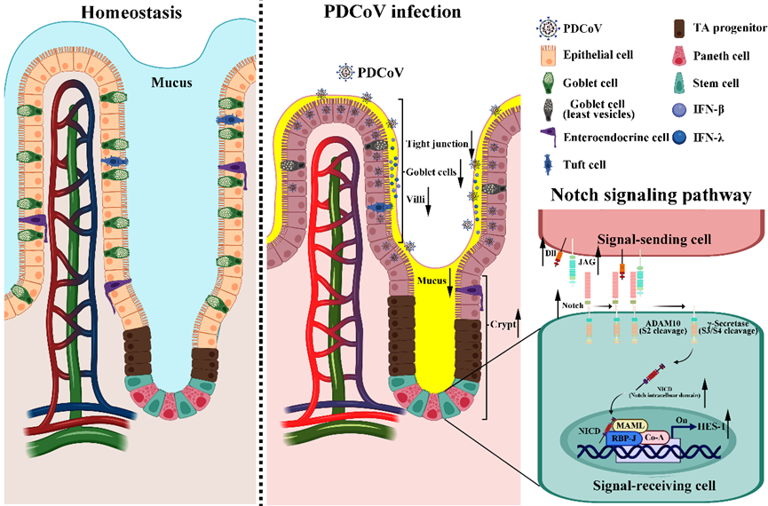 科研进展｜扬州大学包文斌教授团队解析猪德尔塔冠状病毒（PDCoV）破坏新生仔猪肠道黏膜屏障的新机制_腾讯新闻