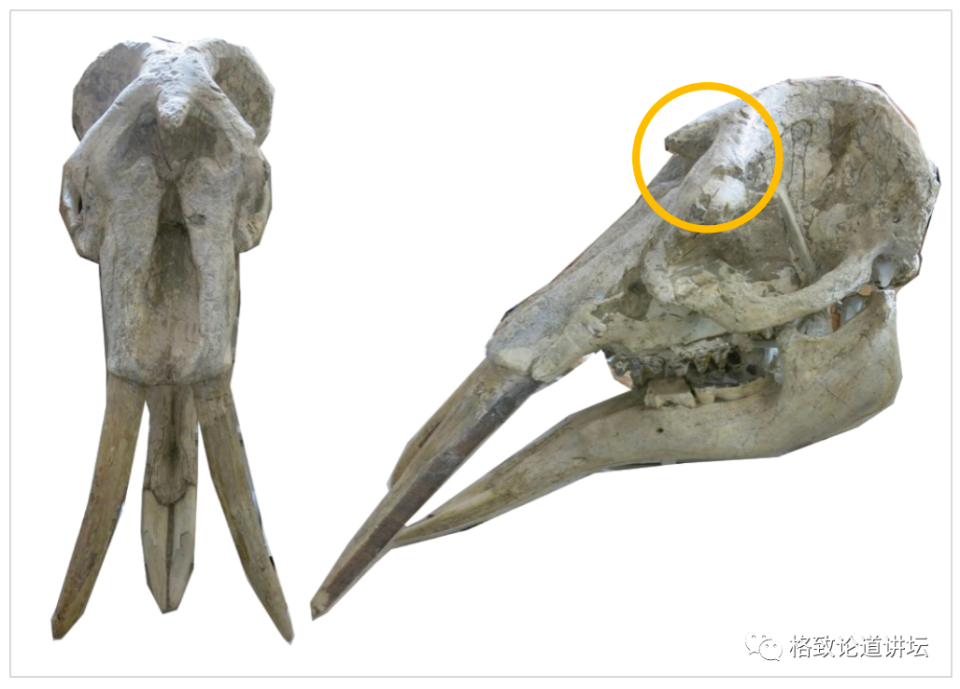 可能很难想象，1000万年前，大象曾经遍布中国| 王世骐_腾讯新闻