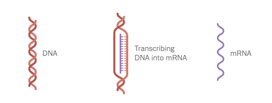 疫苗前沿｜18步揭秘mRNA疫苗制备全流程_腾讯新闻