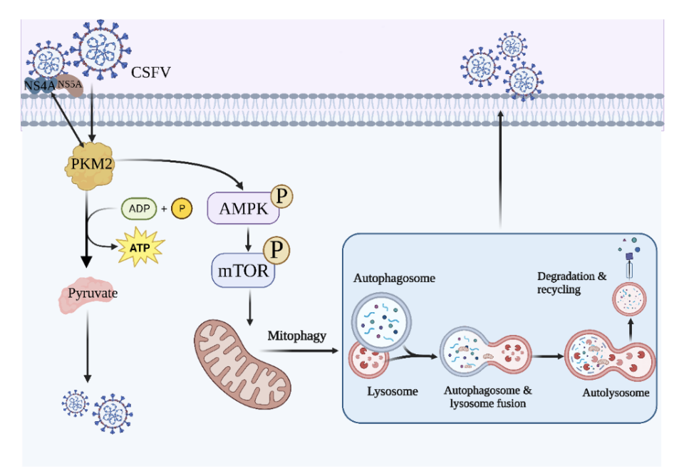 Journal of Virology｜PKM2 通过 AMPK-mTOR 通路诱导线粒体自噬，促进 CSFV 增殖_腾讯新闻