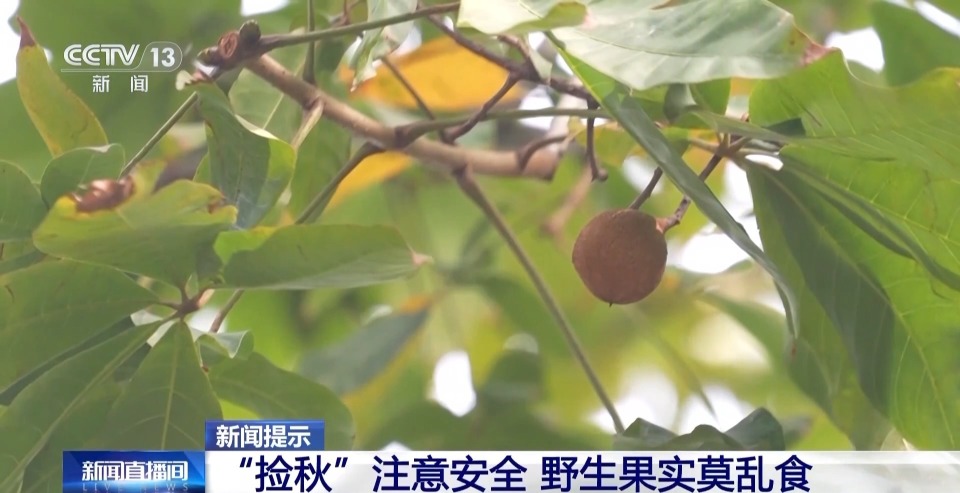 “捡秋”火热 不少人还捡上瘾了，秋天还能这样玩_腾讯新闻