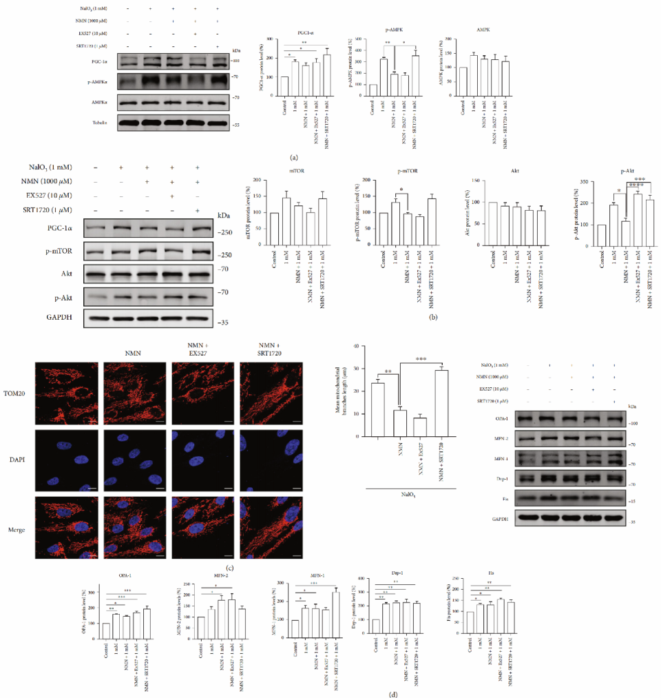 AbMole科研-烟酰胺单核苷酸可改善碘酸钠在RPE中引起的细胞衰老和炎症反应_腾讯新闻